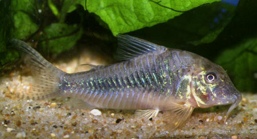 Corydoras | Corydoras World
